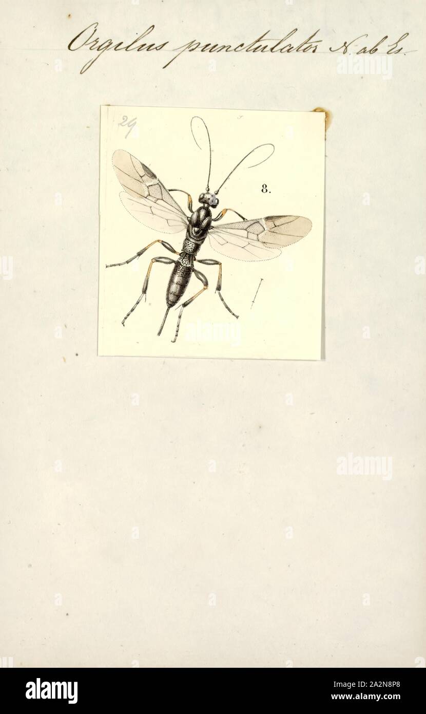 Orgilus hi-res stock photography and images - Alamy