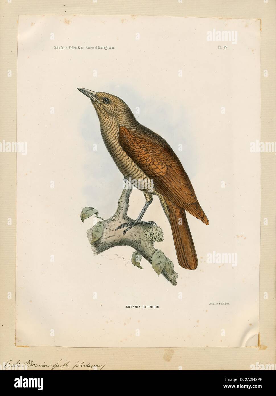 Oriolia bernieri, Print, The Bernier's vanga (Oriolia bernieri) is a ...