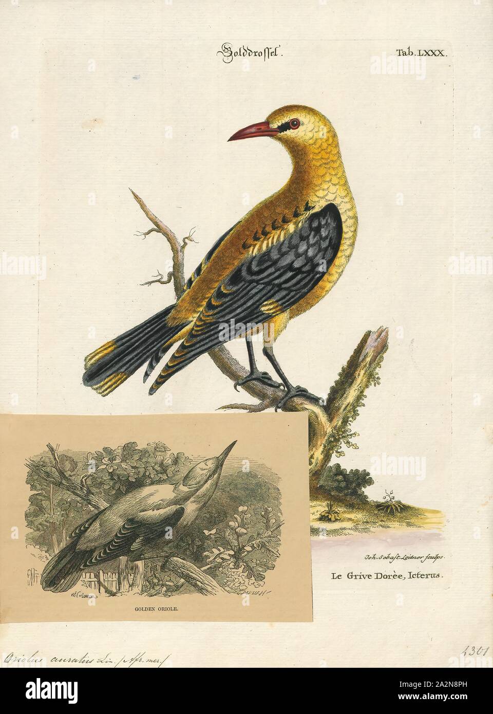 Oriolus auratus, Print, The African golden oriole (Oriolus auratus), or ...