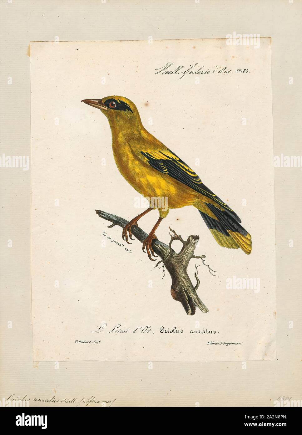 Oriolus auratus, Print, The African golden oriole (Oriolus auratus), or ...