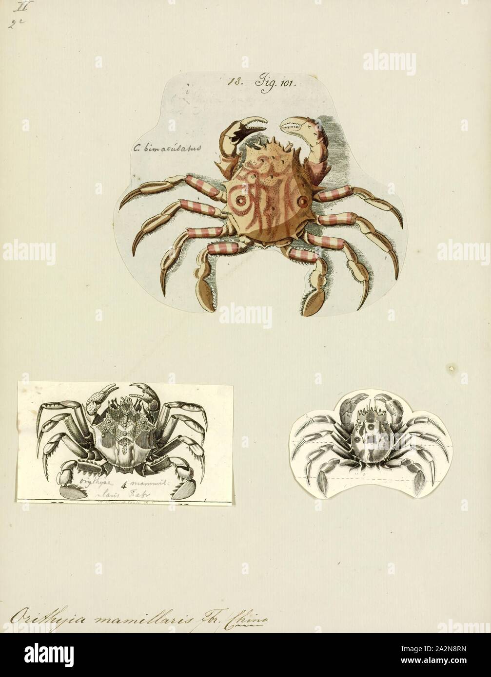 Mamillaris hi-res stock photography and images - Alamy