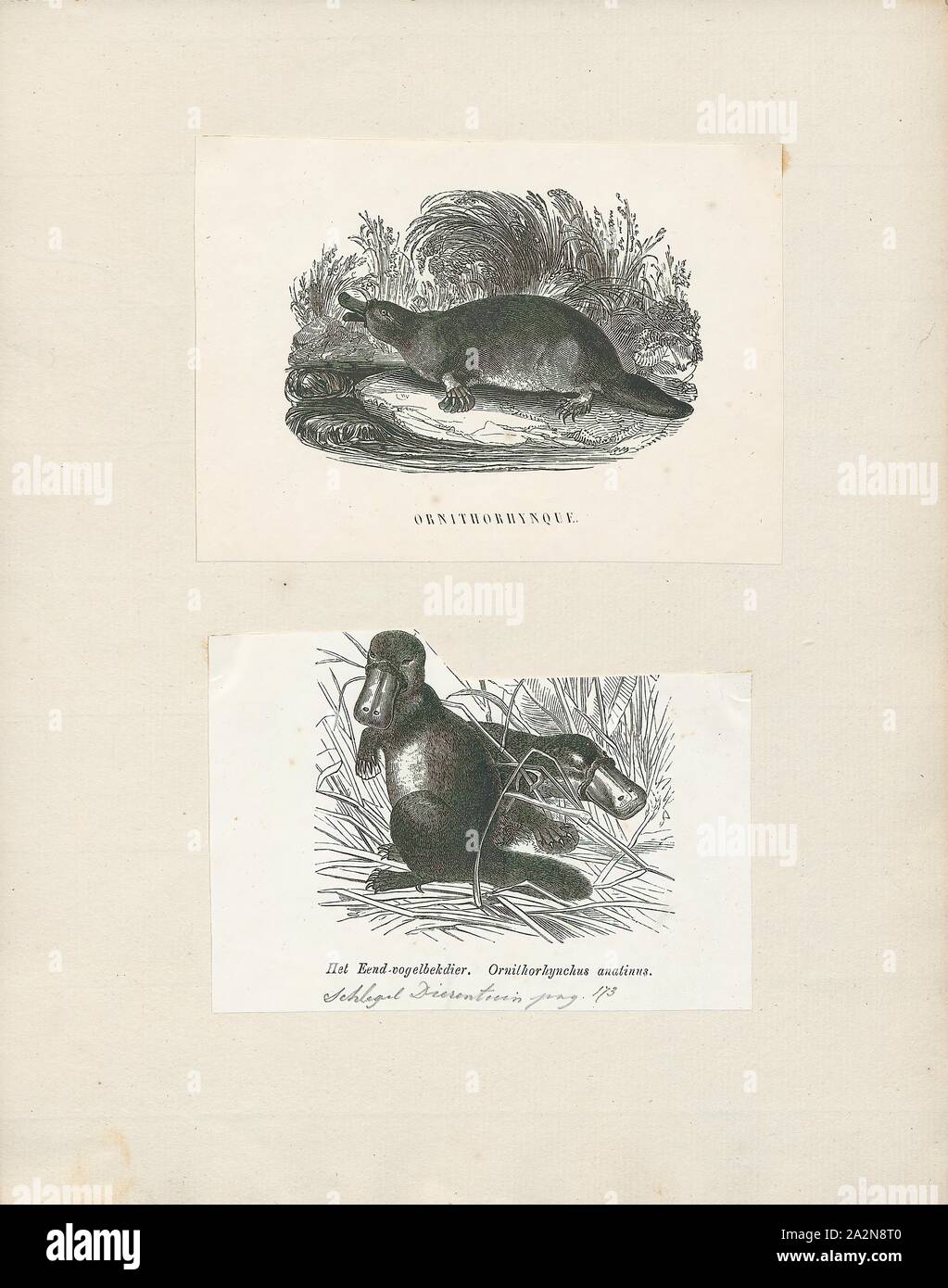 Ornithorhynchus paradoxus, Print, The platypus (Ornithorhynchus ...