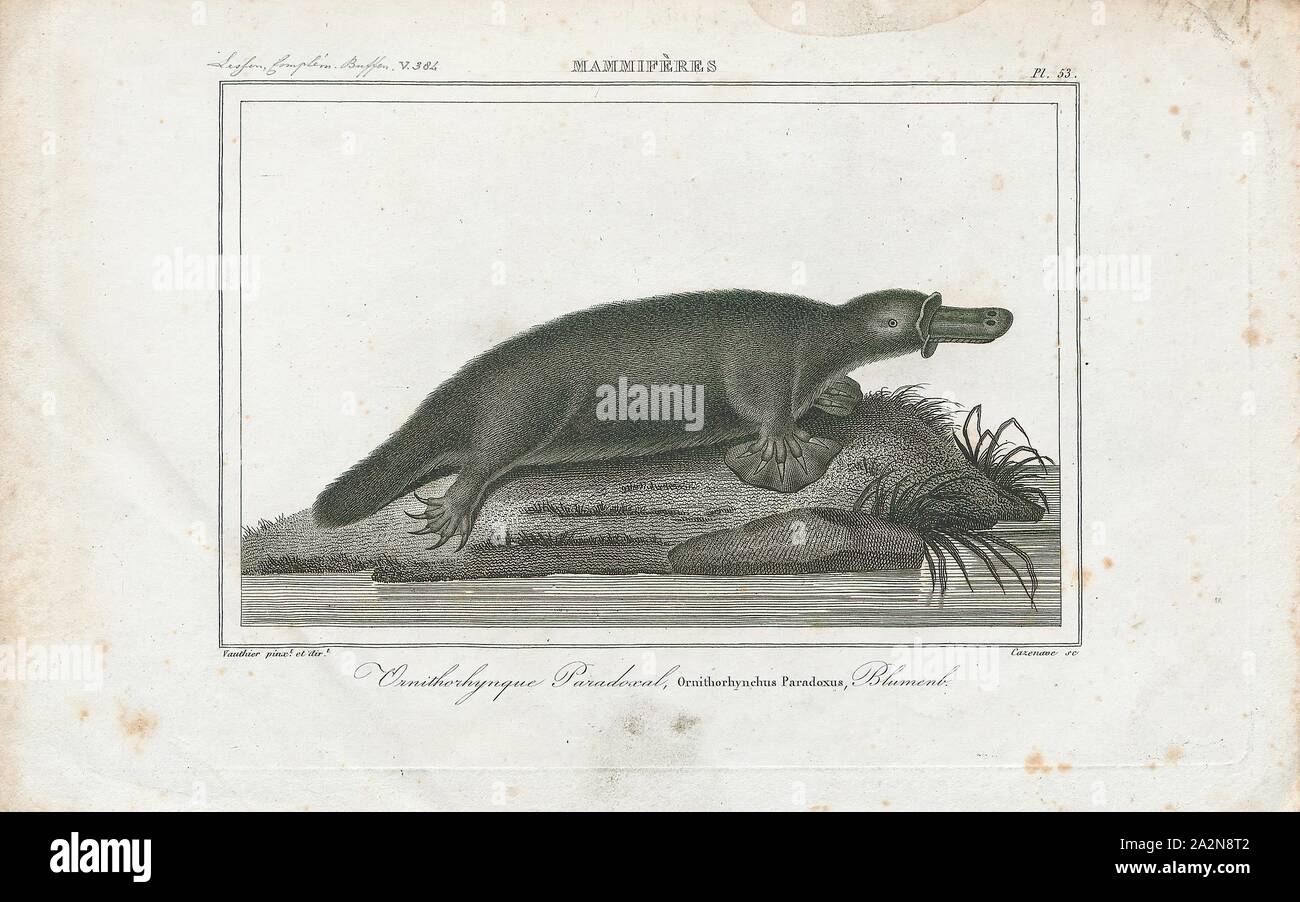 Ornithorhynchus paradoxus, Print, The platypus (Ornithorhynchus ...