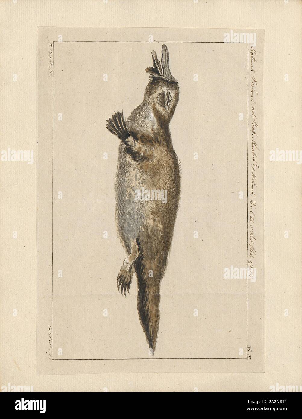 Ornithorhynchus spec., Print, The platypus (Ornithorhynchus anatinus ...