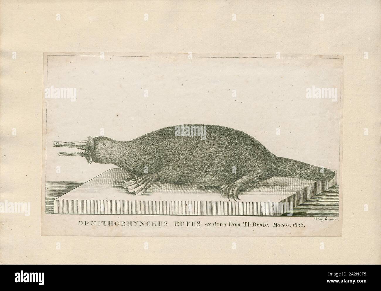 Ornithorhynchus rufus, Print, The platypus (Ornithorhynchus anatinus ...