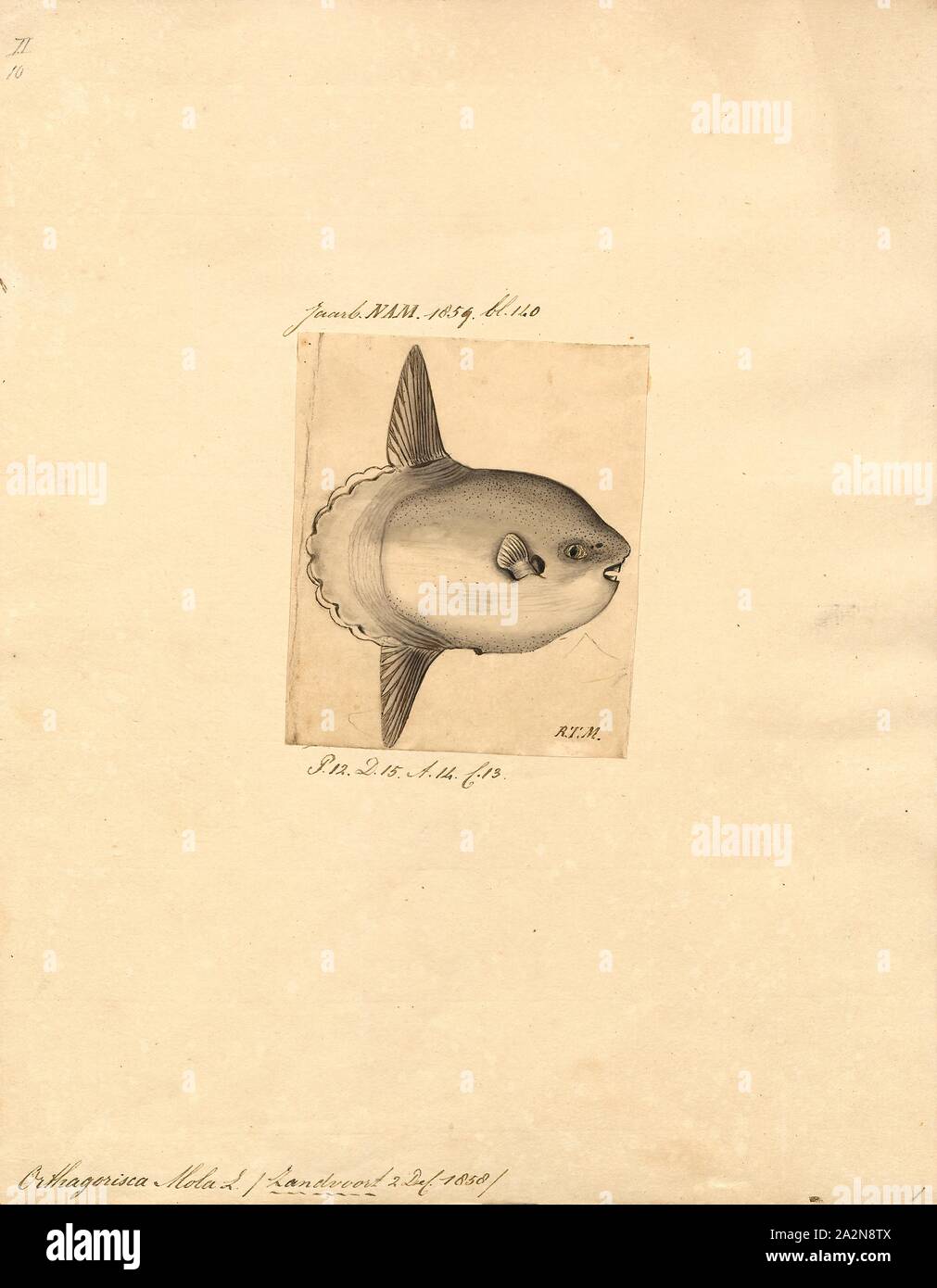 Orthagoriscus mola hi-res stock photography and images - Alamy