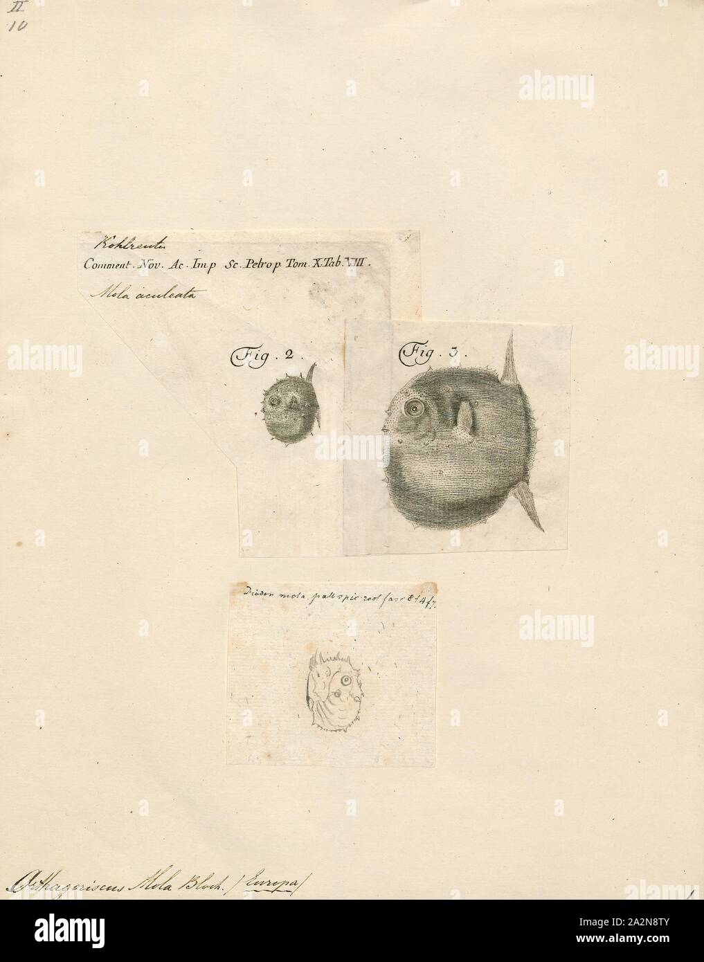 Orthagoriscus mola hi-res stock photography and images - Alamy