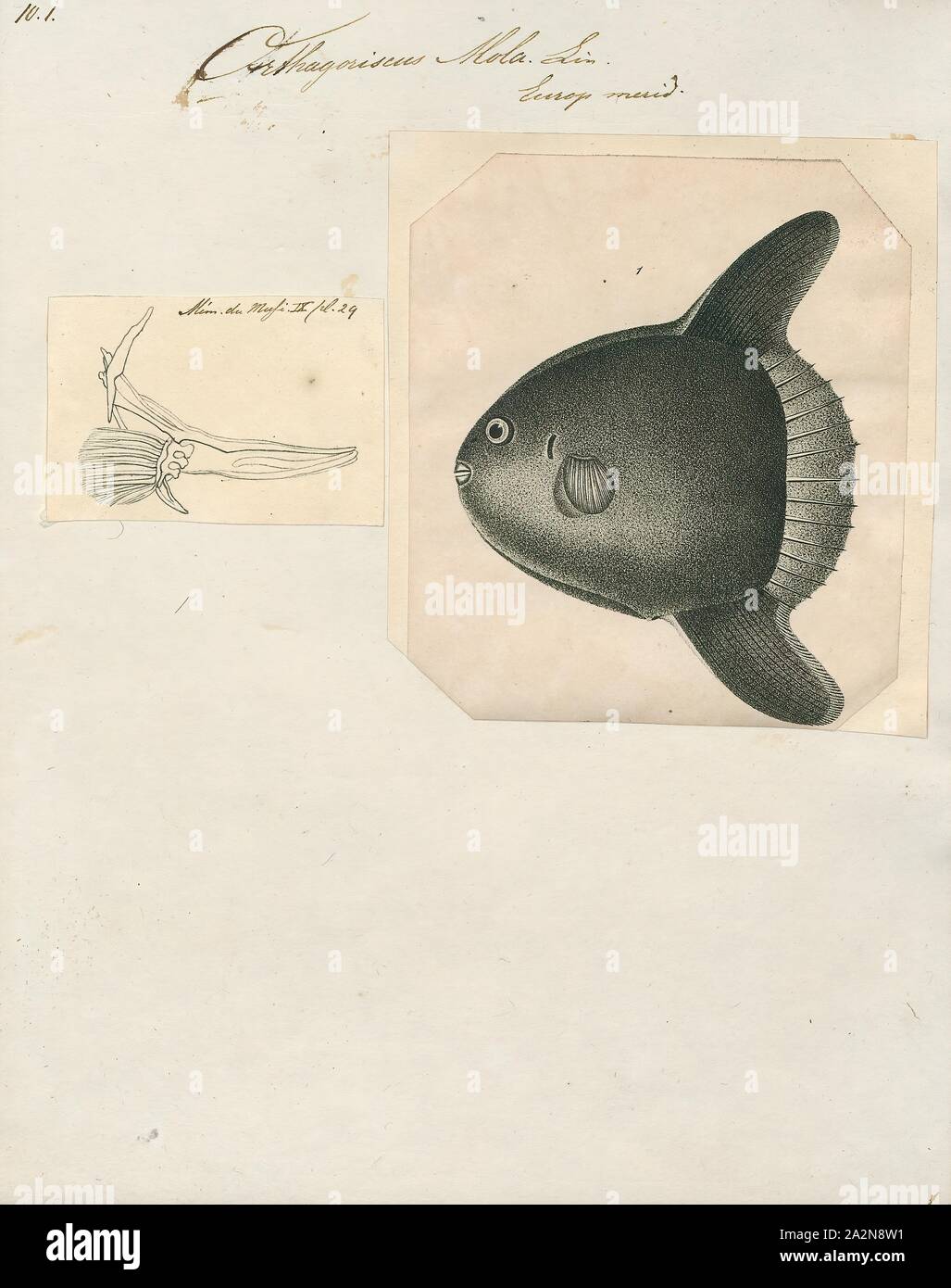 Orthagoriscus mola hi-res stock photography and images - Alamy