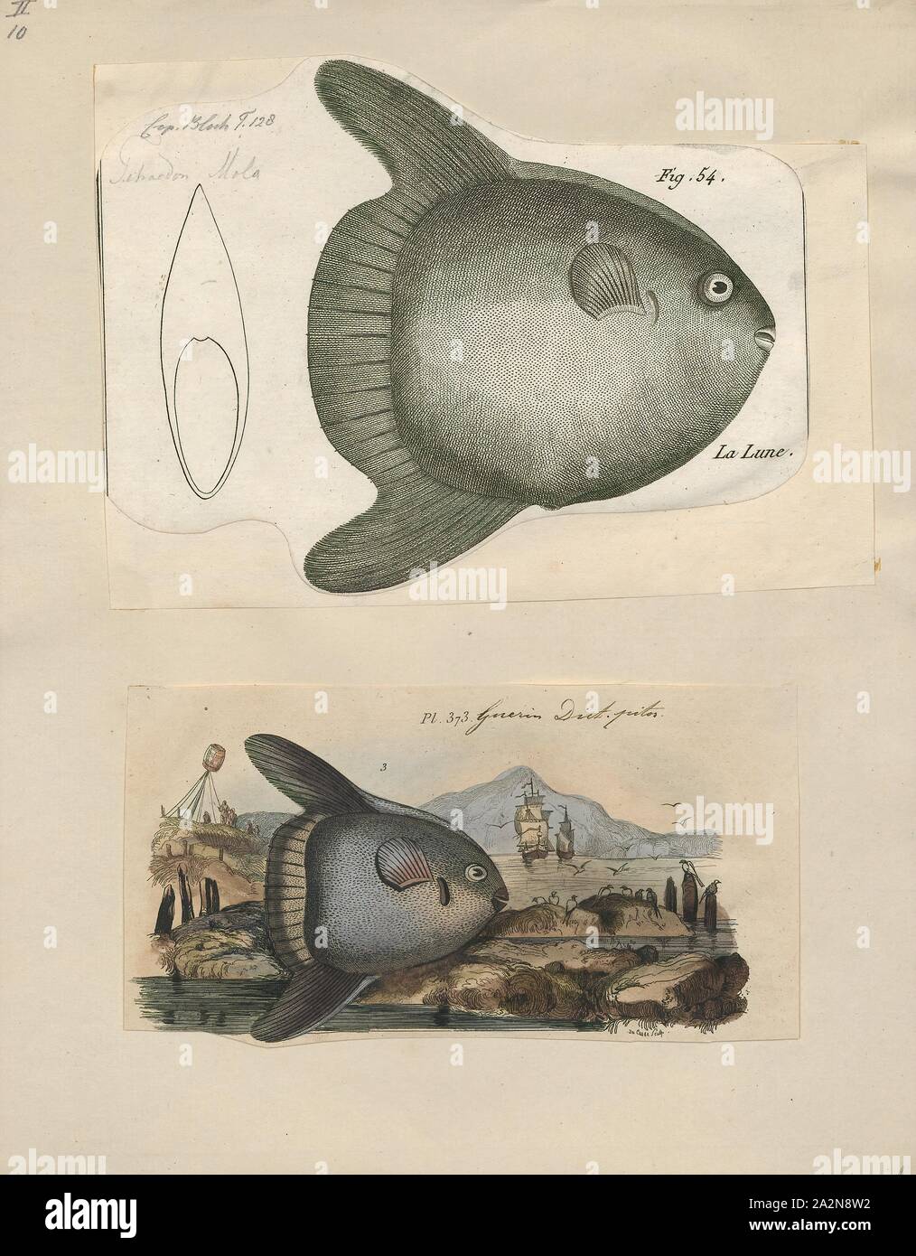 Orthagoriscus mola hi-res stock photography and images - Alamy