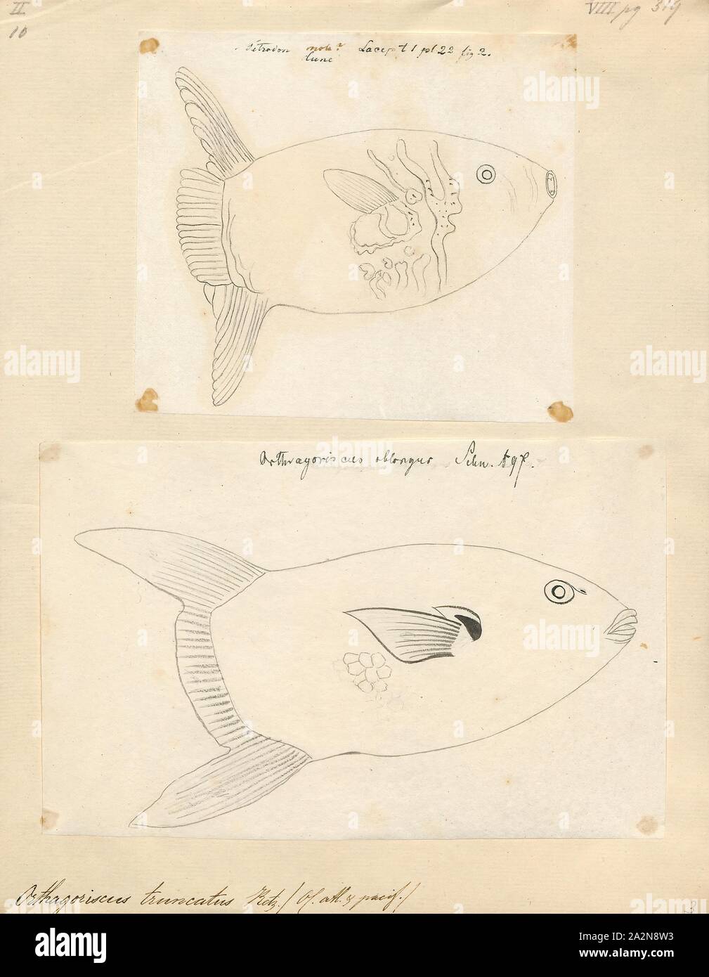 Orthagoriscus hi-res stock photography and images - Alamy