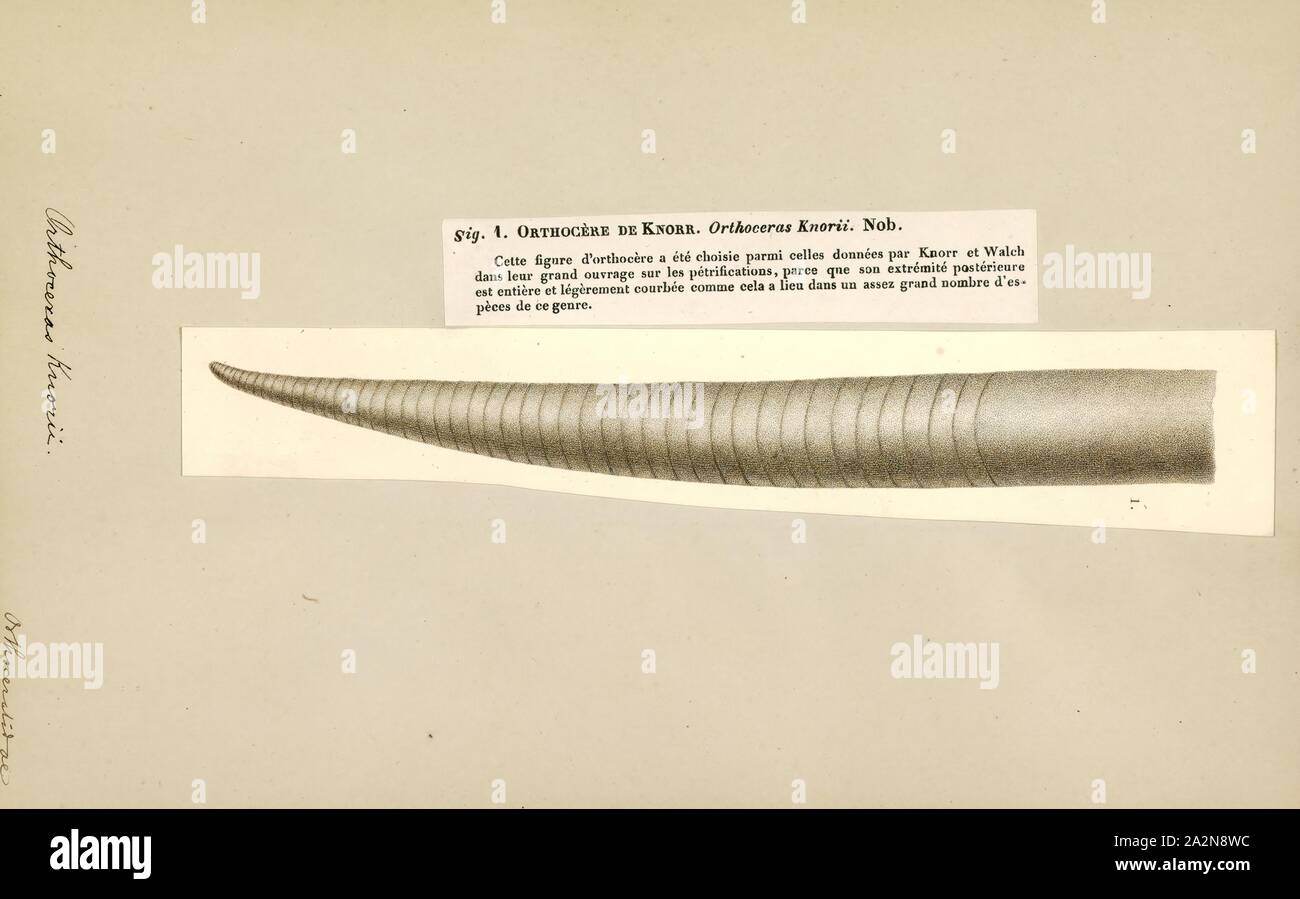 Nautiloid hi-res stock photography and images - Alamy