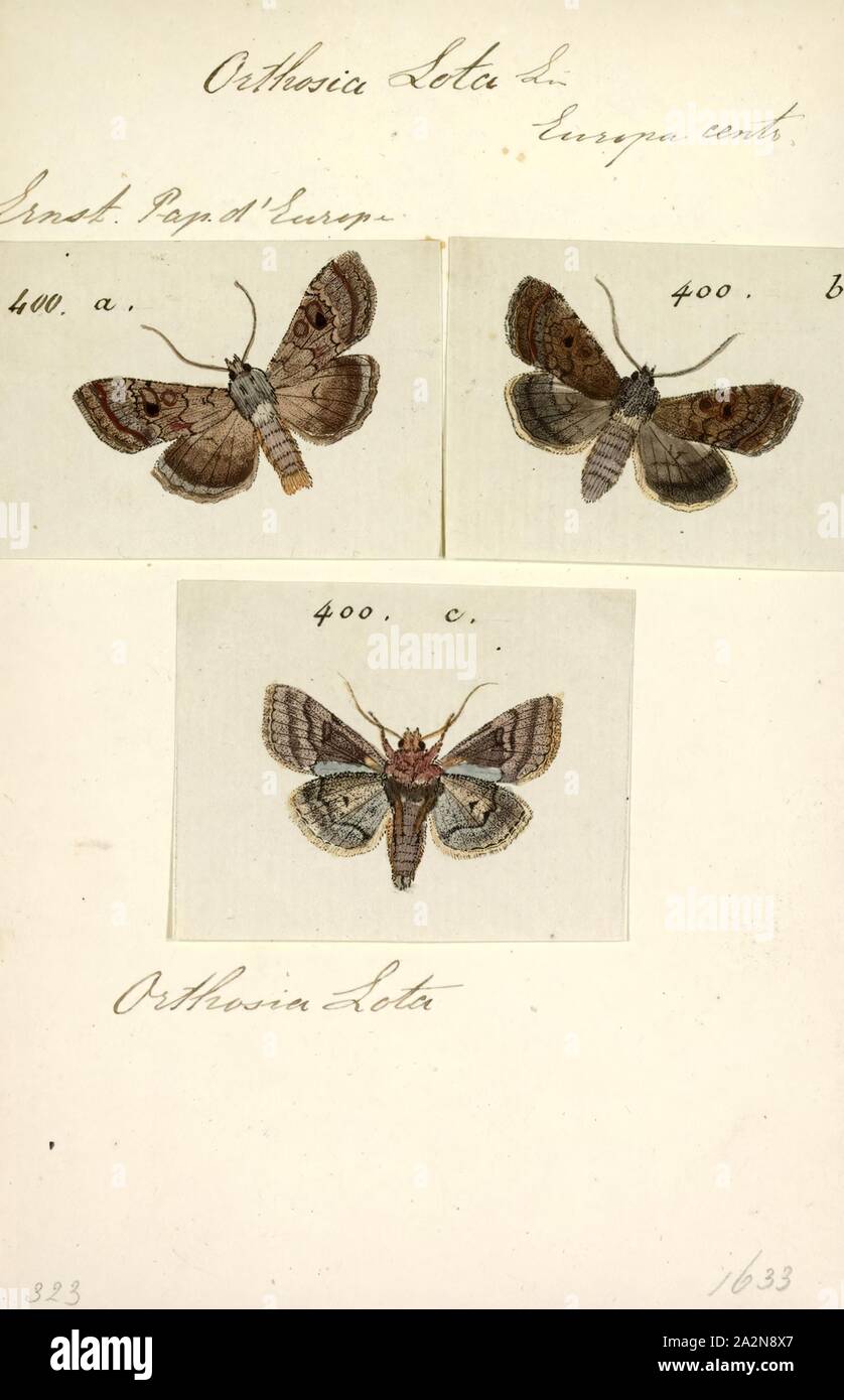 Orthosia, Print, Orthosia is a genus of moths of the family Noctuidae ...