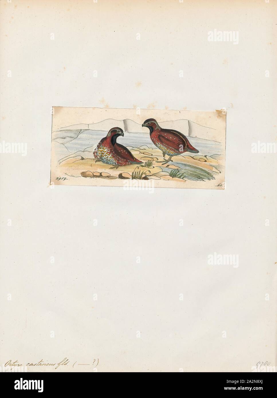 Castaneus hi-res stock photography and images - Alamy