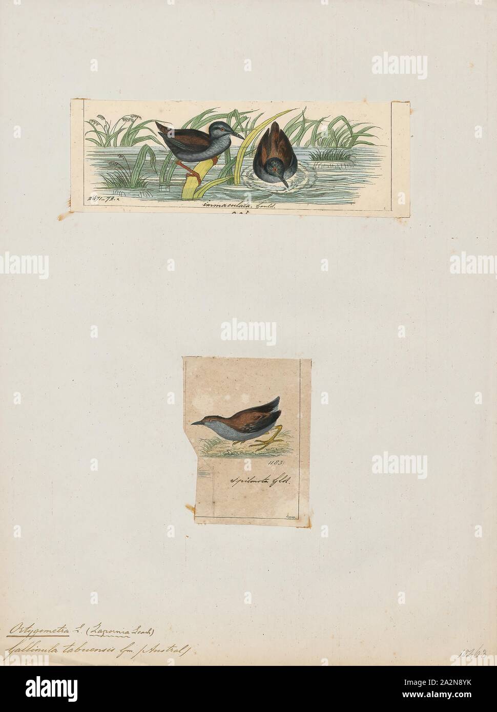 Kosrae island hi-res stock photography and images - Alamy