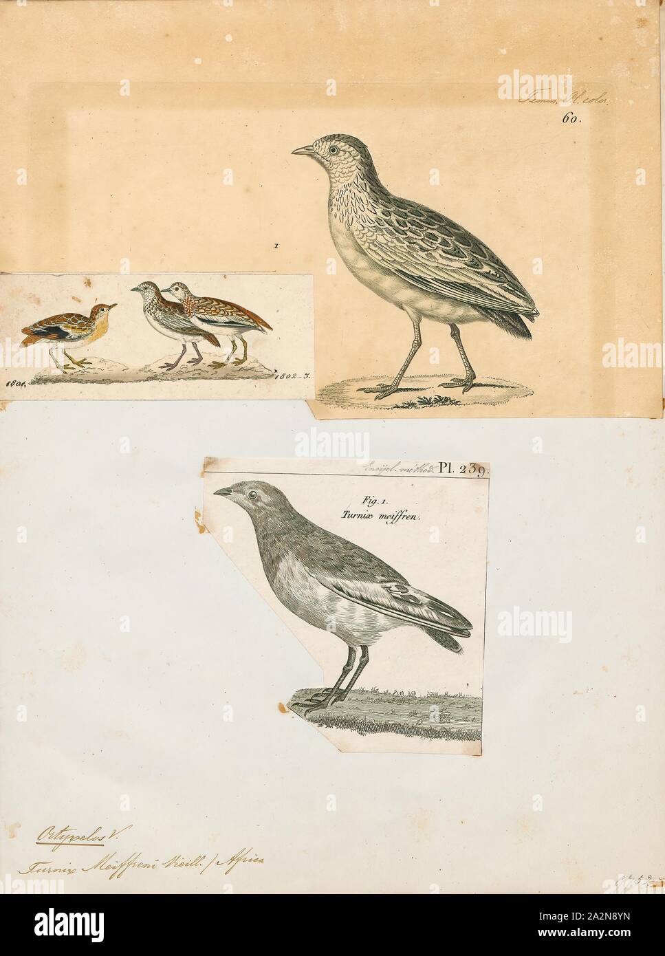 Ortyxelos meiffreni, Print, The lark buttonquail, lark-plover or quail ...