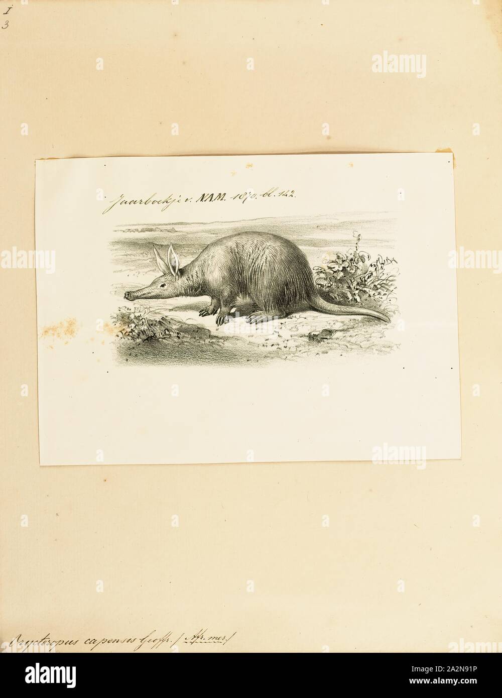 Orycteropus capensis, Print, Orycteropus is a genus of mammals in the ...