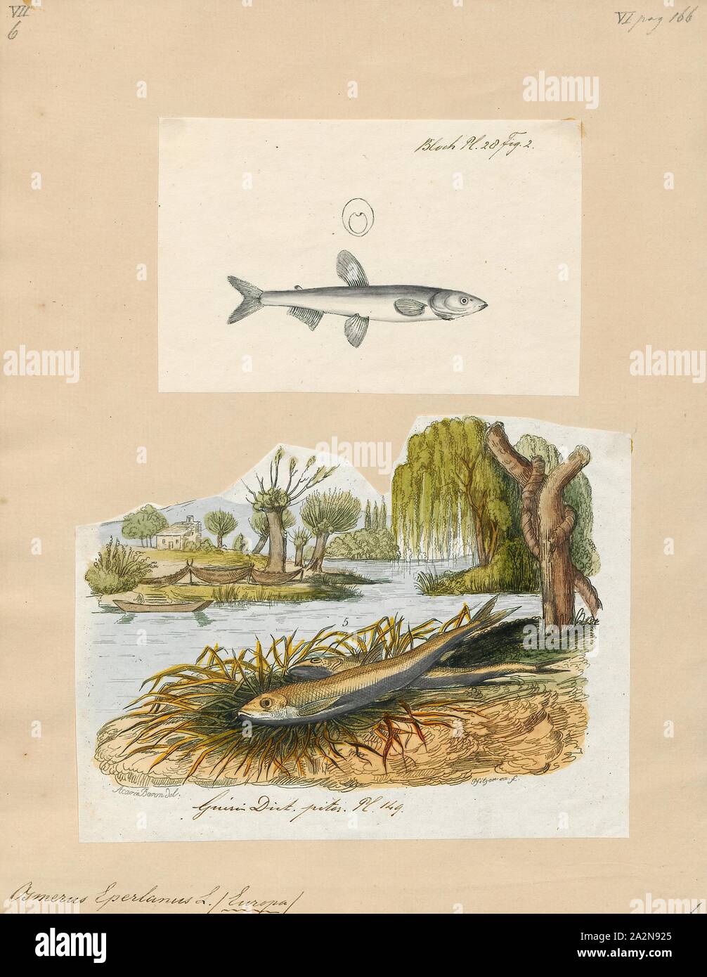 Osmerus eperlanus, Print, The smelt or European smelt (Osmerus ...