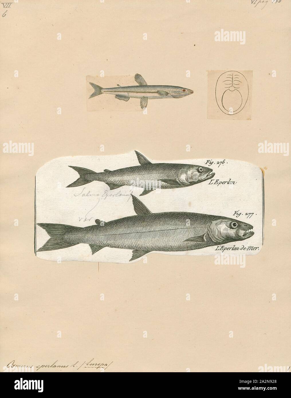 Smelt european smelt osmerus eperlanus hi-res stock photography and ...