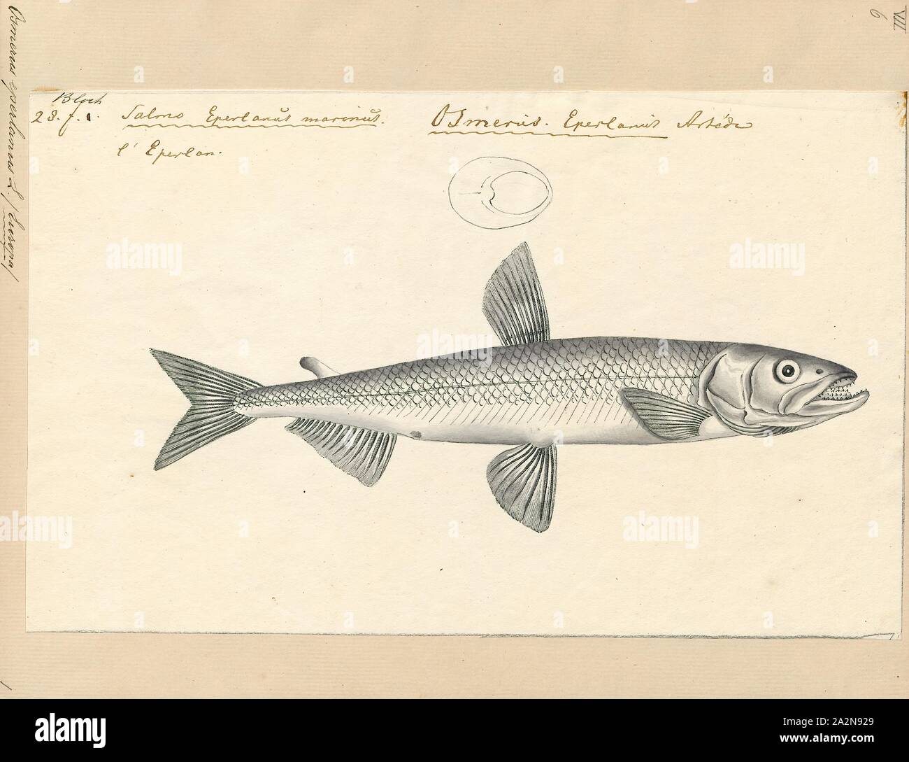 Osmerus eperlanus, Print, The smelt or European smelt (Osmerus ...