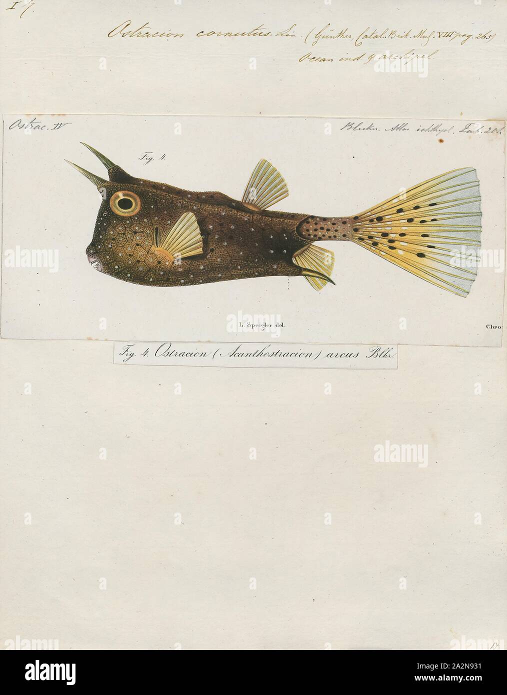 Ostracion cornutus, Print, Ostracion cornutus. Ostracion is a genus of ...