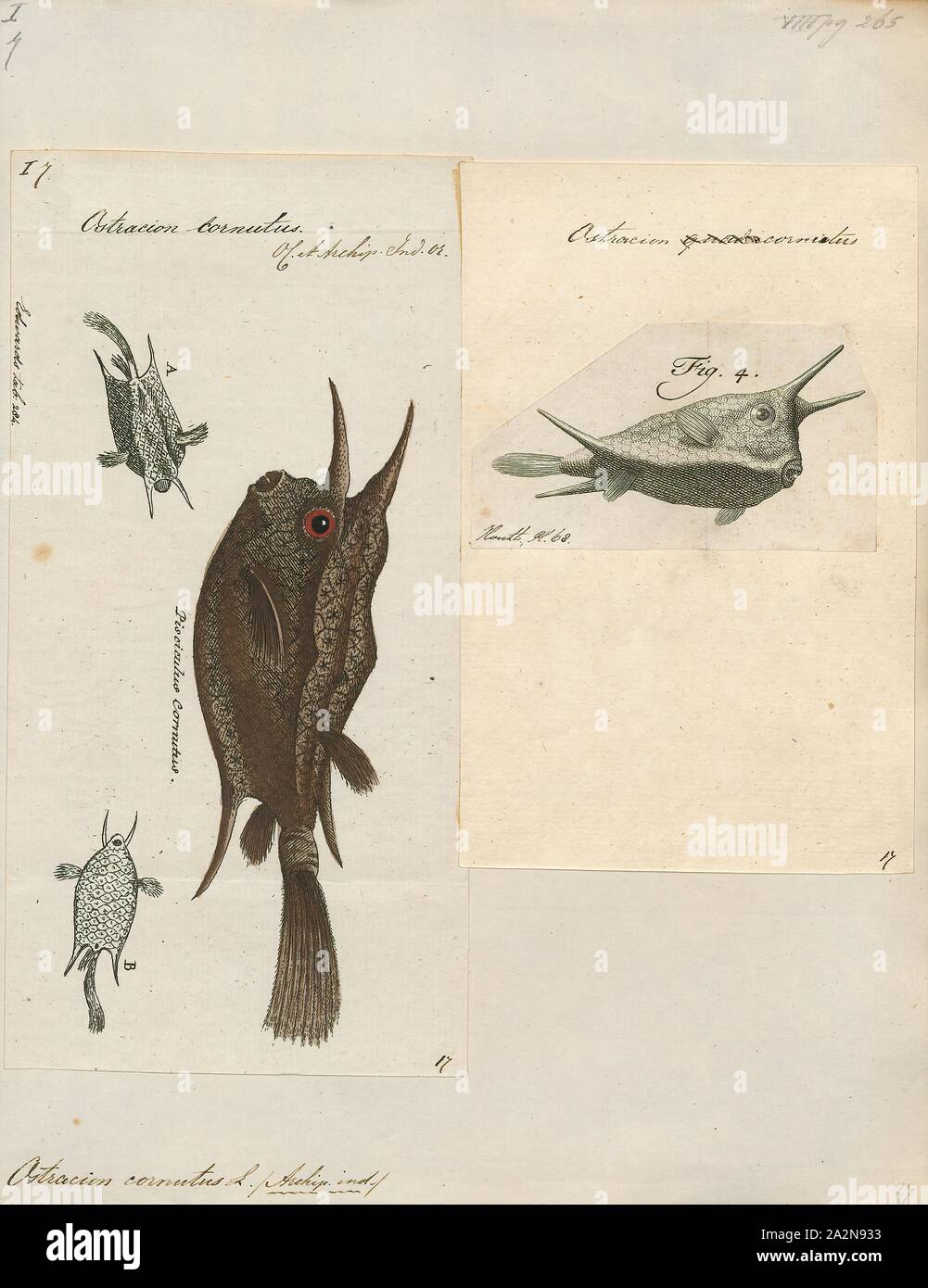 Ostracion cornutus, Print, Ostracion cornutus. Ostracion is a genus of ...
