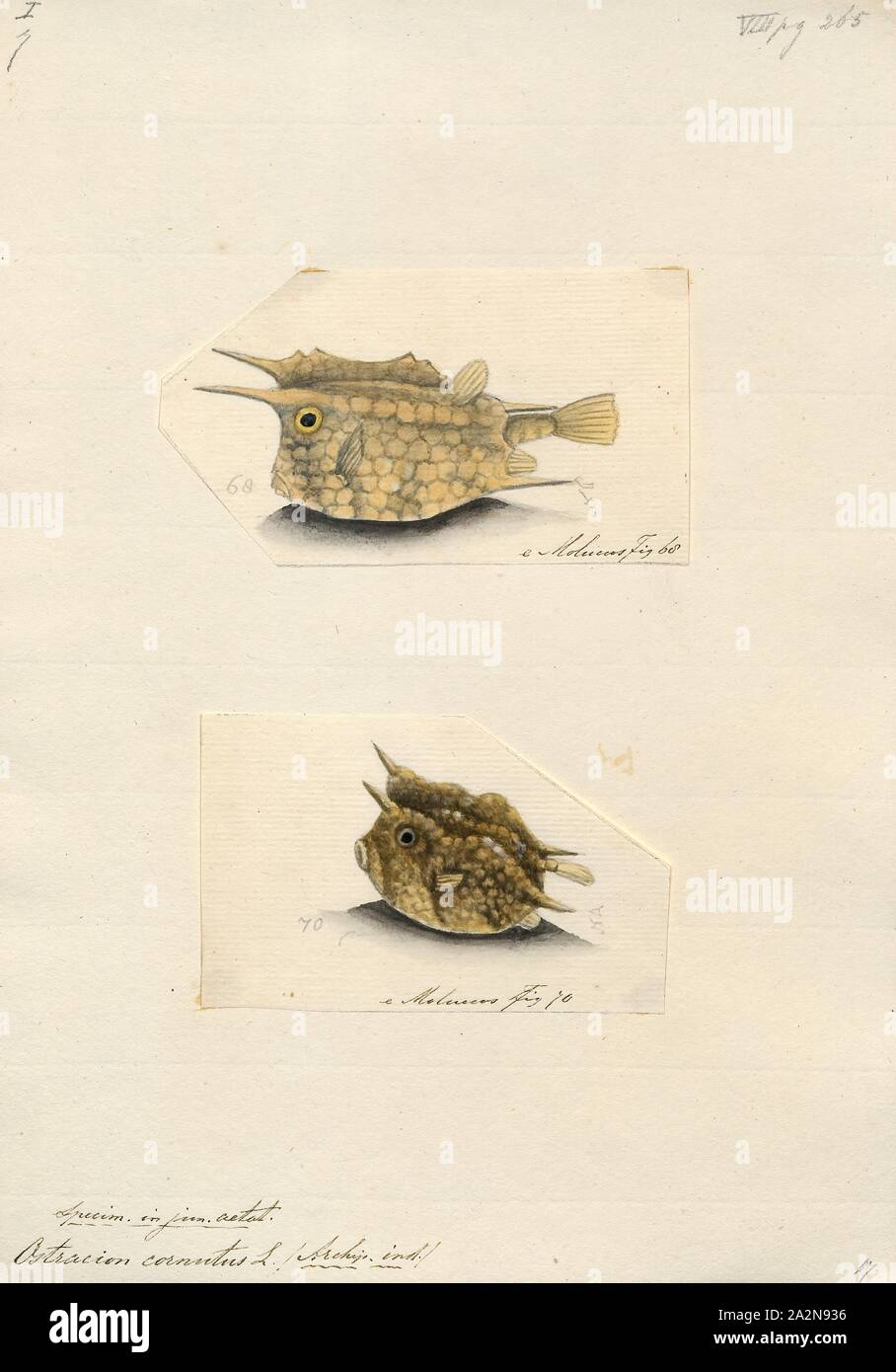 Ostracion cornutus, Print, Ostracion cornutus. Ostracion is a genus of ...