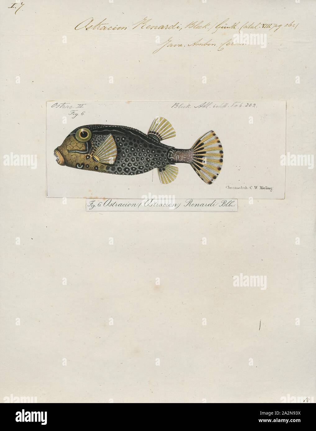 Ostracion renardi, Print, Ostracion cornutus. Ostracion is a genus of ...