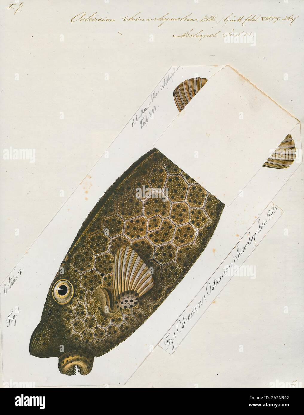 Ostracion rhinorhynchus, Print, Ostracion cornutus. Ostracion is a ...