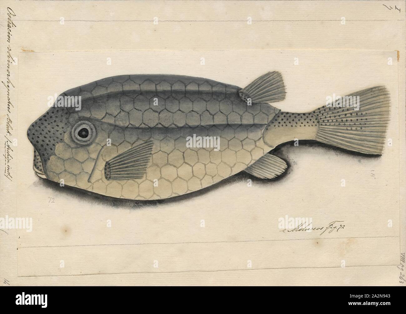 Ostracion rhinorhynchus, Print, Ostracion cornutus. Ostracion is a ...