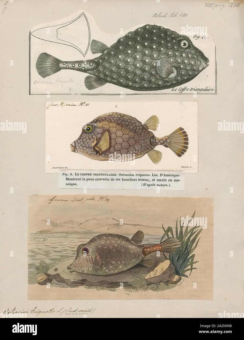 Ostracion triqueter, Print, Ostracion cornutus. Ostracion is a genus of ...