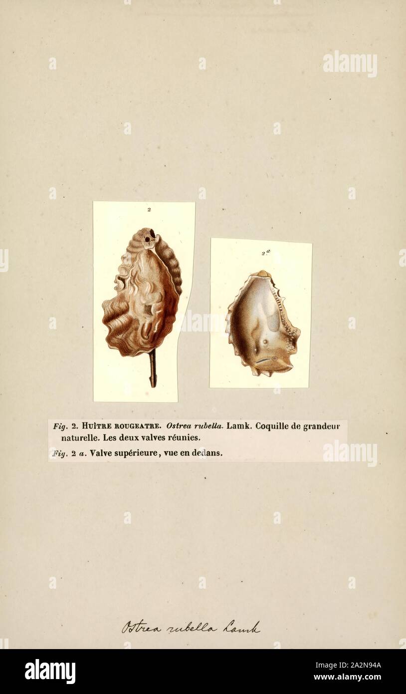 Ostrea, Print, Ostrea is a genus of edible oysters, marine bivalve ...