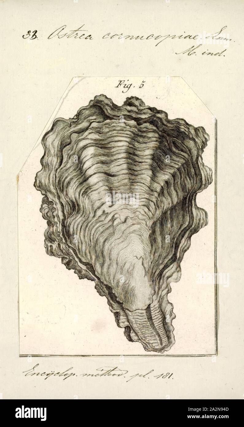 Ostrea cornucopiae, Print, Ostrea is a genus of edible oysters, marine ...