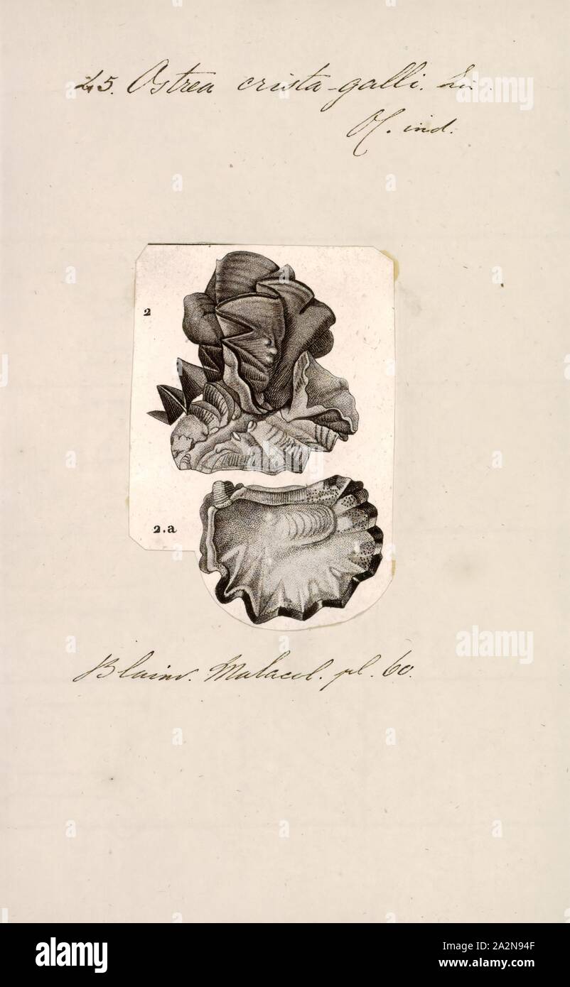 Ostrea crista-galli, Print, Ostrea is a genus of edible oysters, marine ...