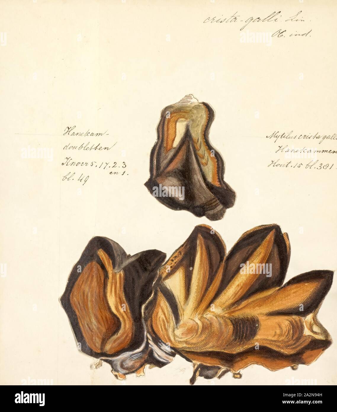 Ostrea crista-galli, Print, Ostrea is a genus of edible oysters, marine ...
