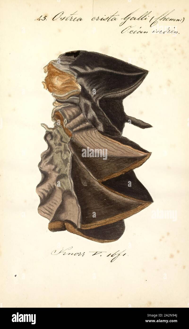 Ostrea crista-galli, Print, Ostrea is a genus of edible oysters, marine ...
