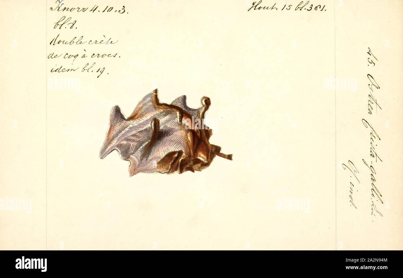 Ostrea crista-galli, Print, Ostrea is a genus of edible oysters, marine ...