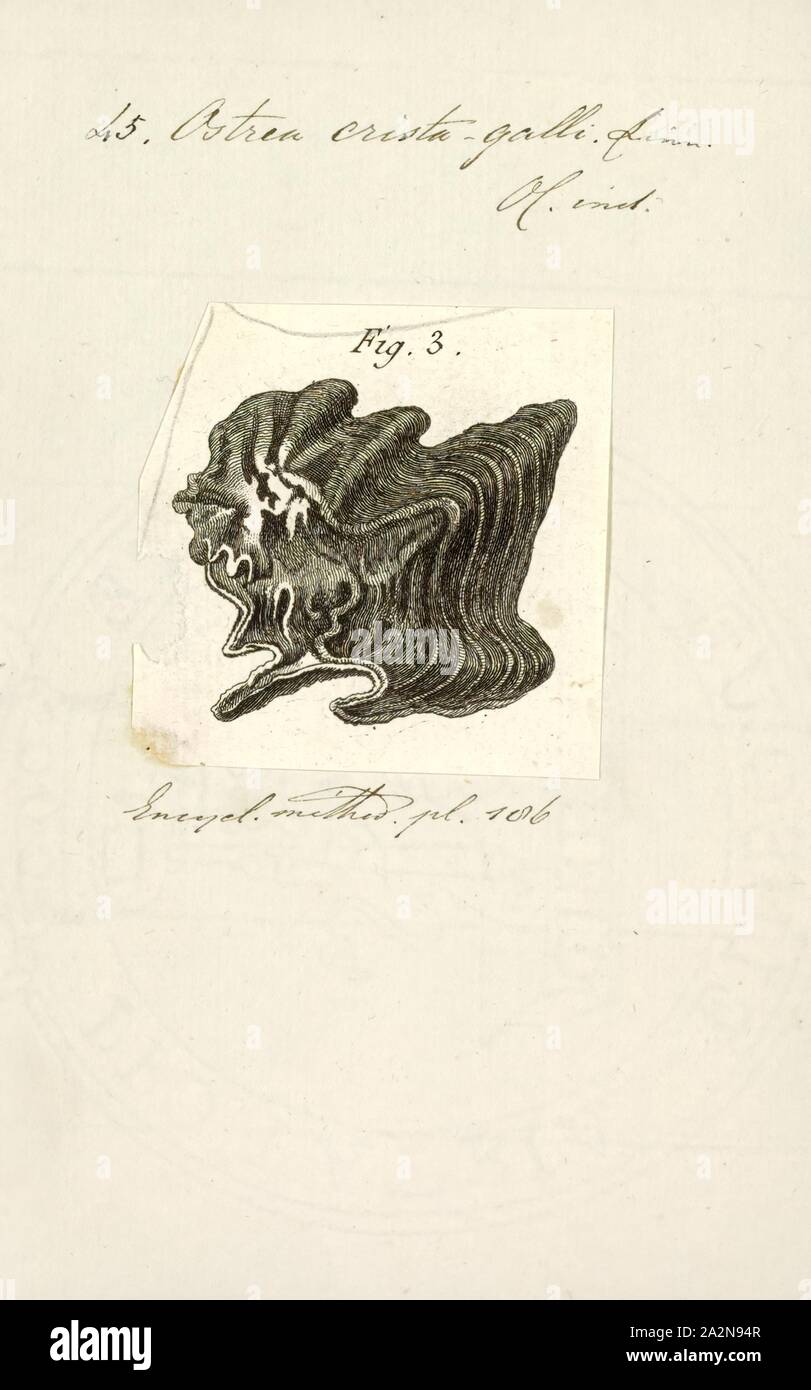 Ostrea crista-galli, Print, Ostrea is a genus of edible oysters, marine ...
