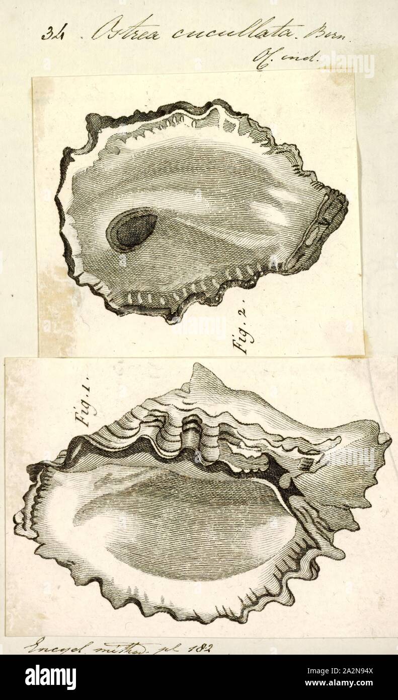 Ostrea cucullata hi-res stock photography and images - Alamy