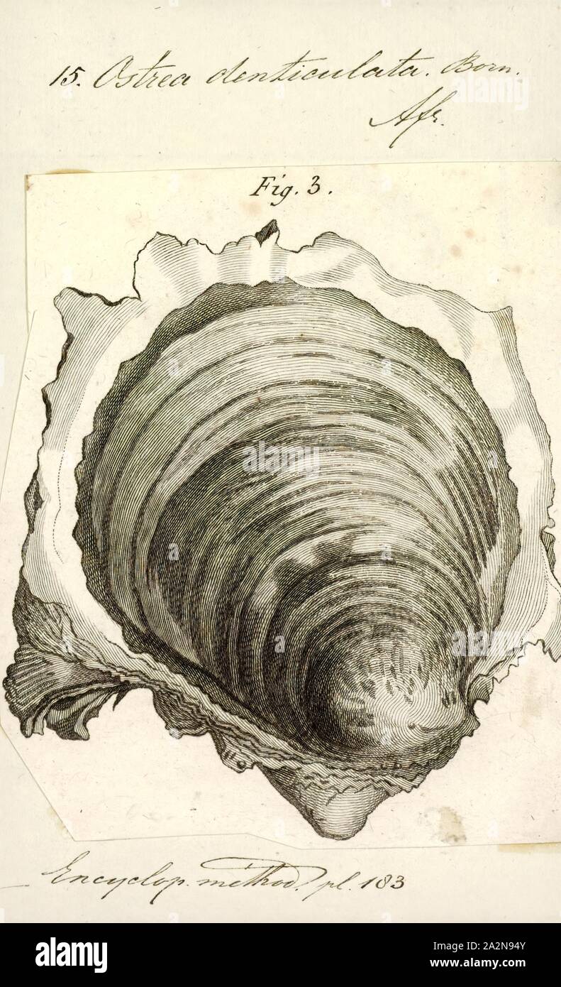 Ostrea denticulata, Print, Ostrea is a genus of edible oysters, marine ...