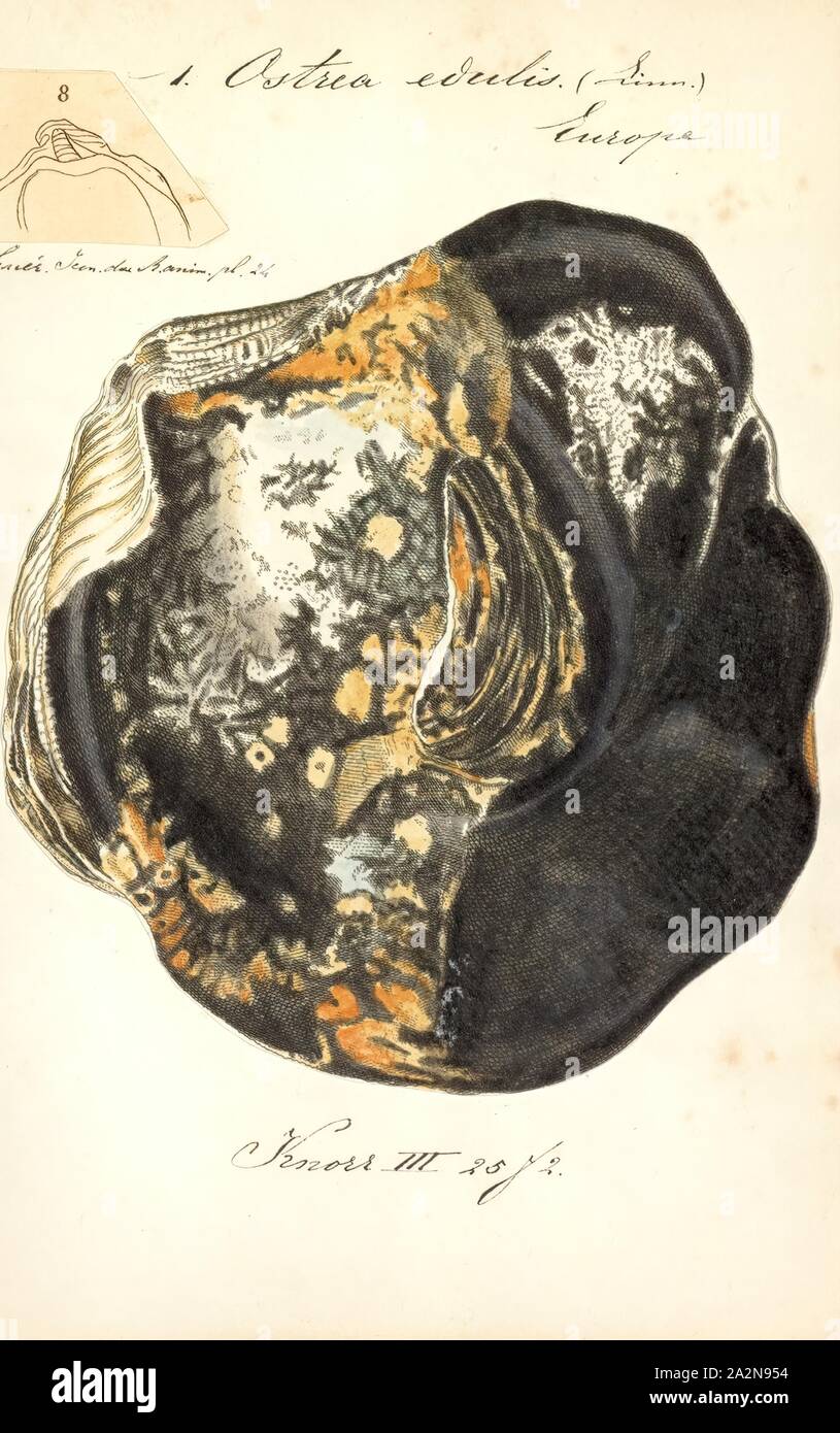 Native oyster ostrea edulis hi-res stock photography and images - Alamy