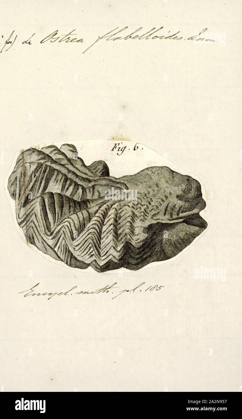 Ostrea flabelloides, Print, Ostrea is a genus of edible oysters, marine ...
