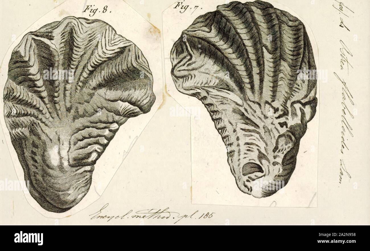 Ostrea flabelloides, Print, Ostrea is a genus of edible oysters, marine ...