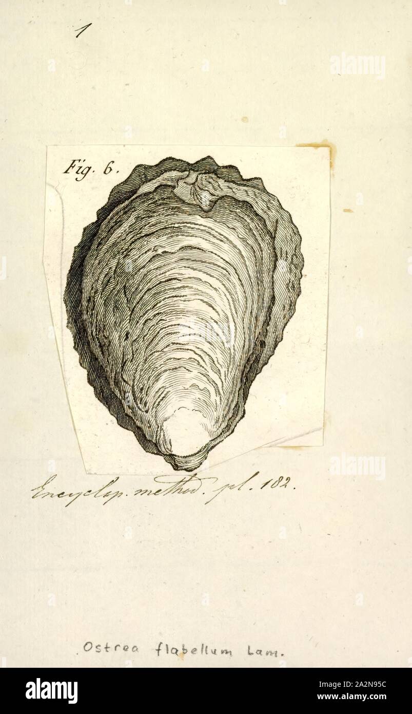 Ostrea flabellum, Print, Ostrea is a genus of edible oysters, marine ...