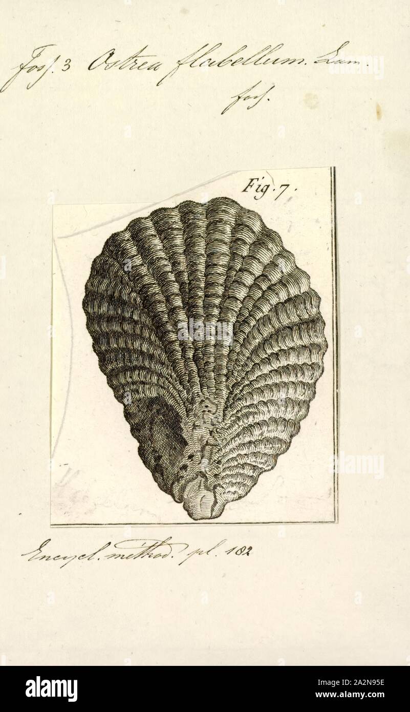 Ostrea flabellum hi-res stock photography and images - Alamy