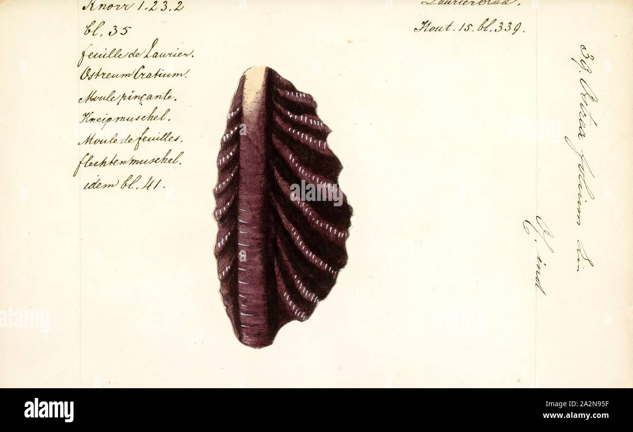 Ostrea folium hi-res stock photography and images - Alamy