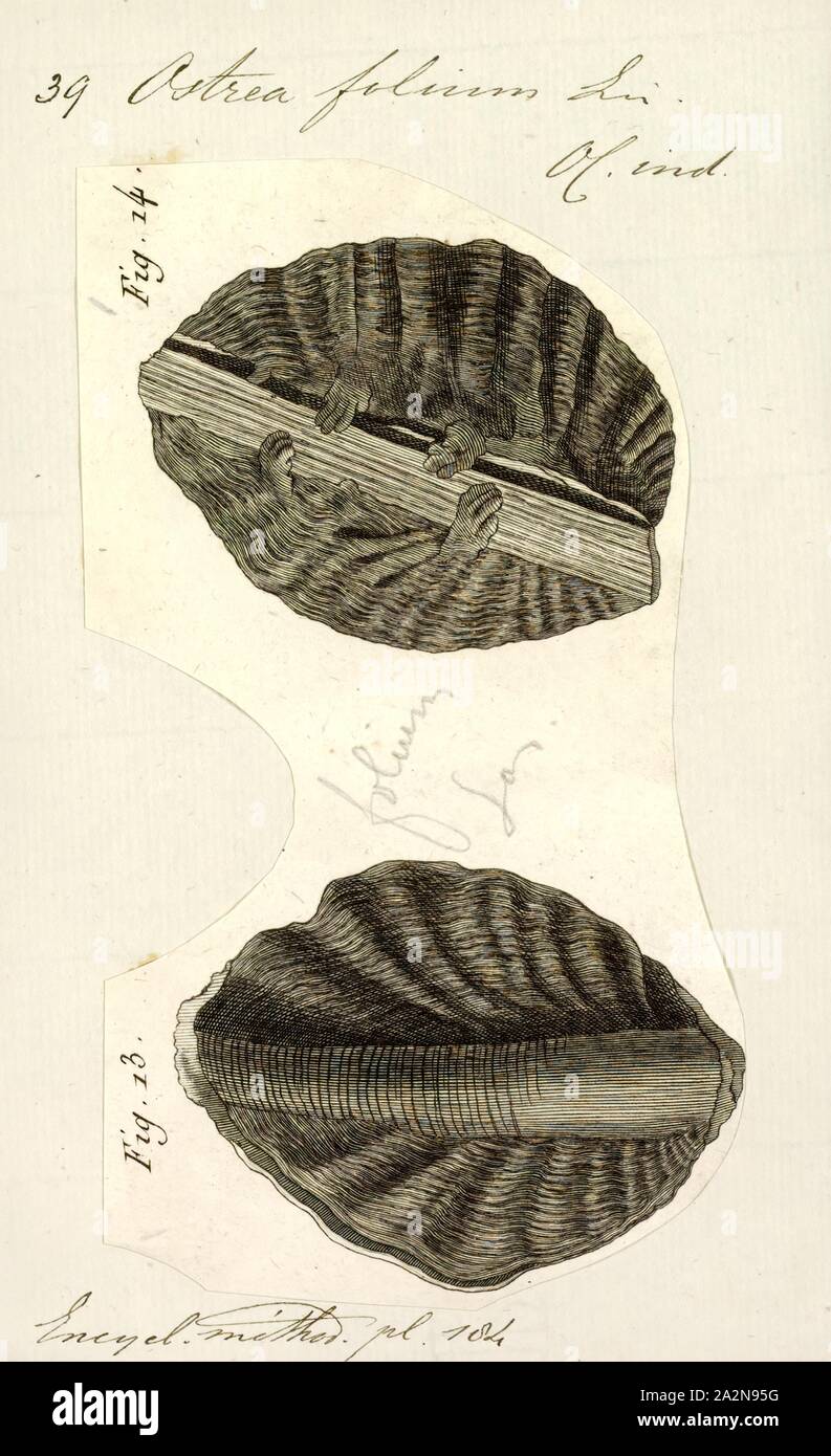 Ostrea folium, Print, Ostrea is a genus of edible oysters, marine ...