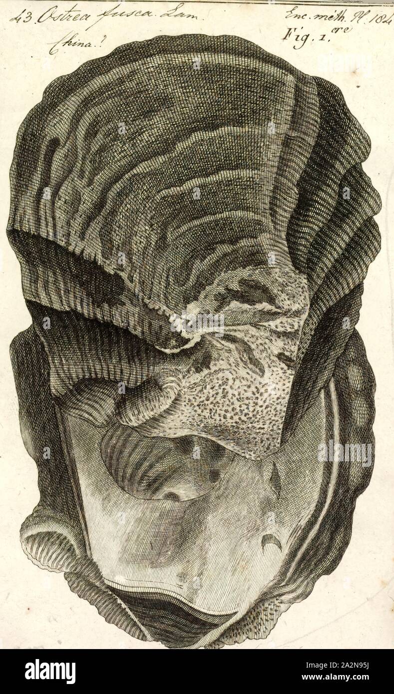 Ostrea fusca, Print, Ostrea is a genus of edible oysters, marine ...
