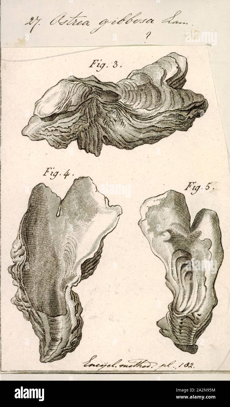 Ostrea gibbosa hi-res stock photography and images - Alamy