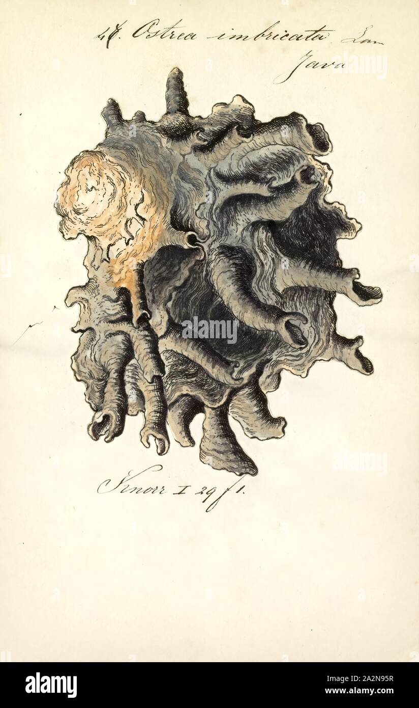 Ostrea imbricata, Print, Ostrea is a genus of edible oysters, marine ...