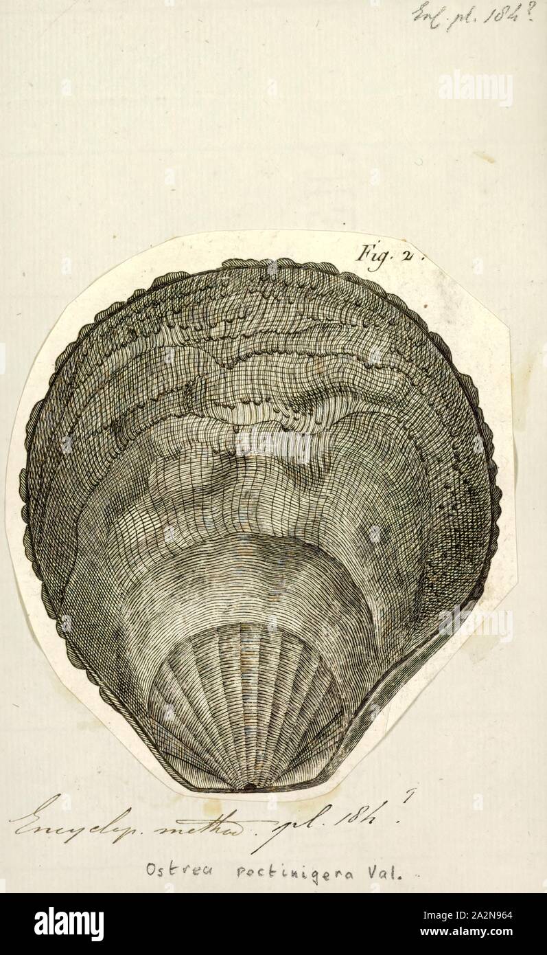 Ostrea pectinigera, Print, Ostrea is a genus of edible oysters, marine ...